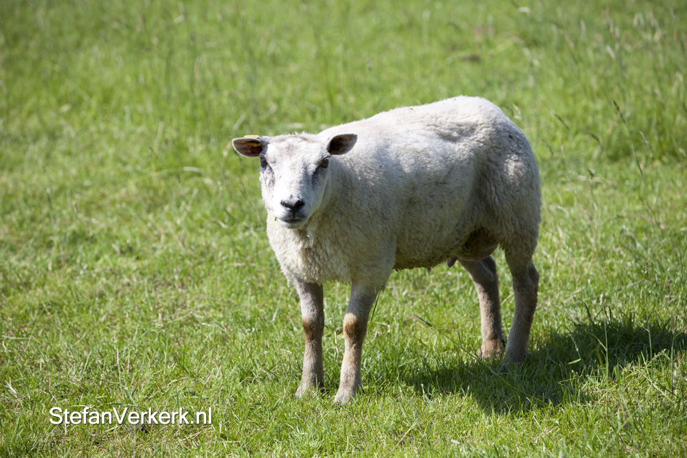Schaap te water ZZstraatweg Hattem - Foto's - Stefan Verkerk Fotografie ...