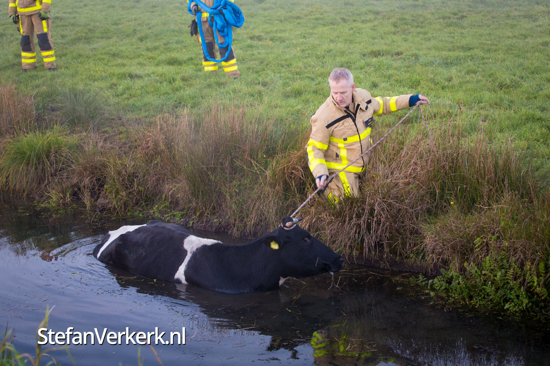 Brandweer redt koe uit sloot langs de Hanzelijn - Foto's - Stefan Verkerk Fotografie & Webdesign